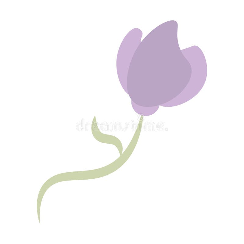 Minimal Lavender Flower Bud. Vector Stock Vector - Illustration of ...