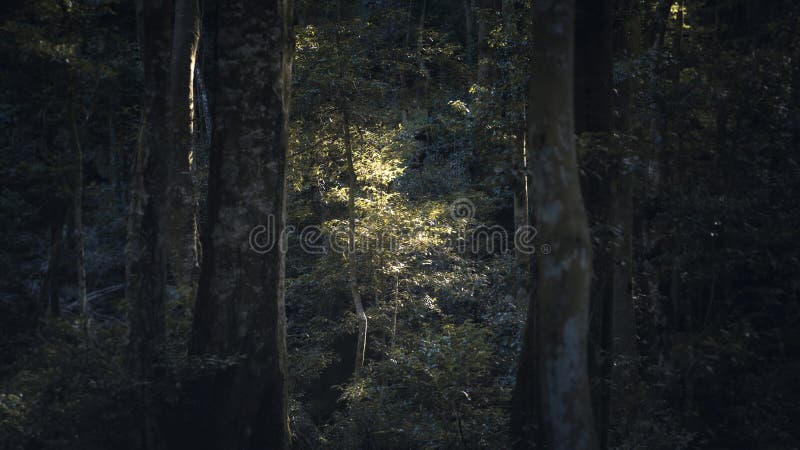 Mystery Emotion in Forest with Shadow and Light Stock Photo - Image of ...