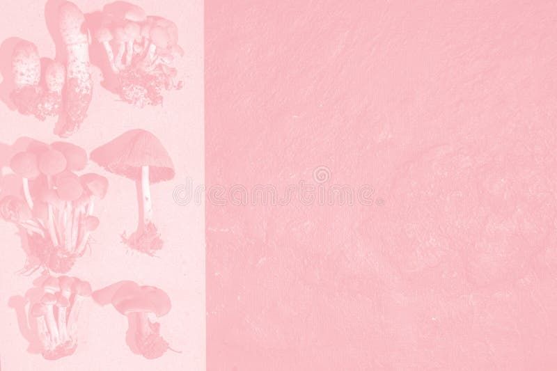 Minimal Pink Mushroom Layout with Copy Space Stock Photo - Image of ...