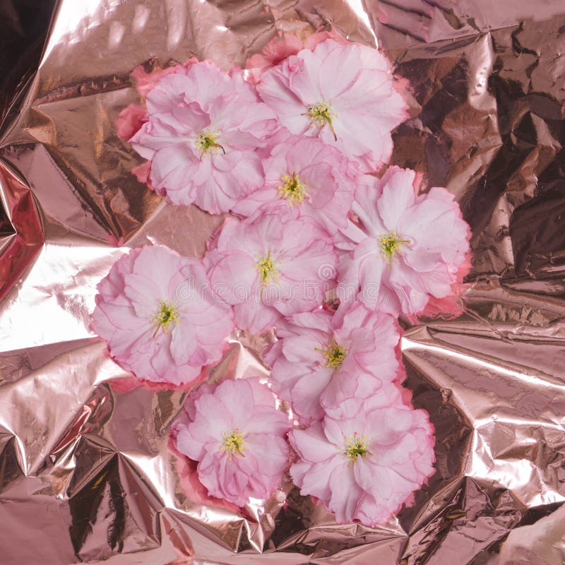 Minimal Pop Spring Concept. Pink Cherry Flowers Against a Flashy ...