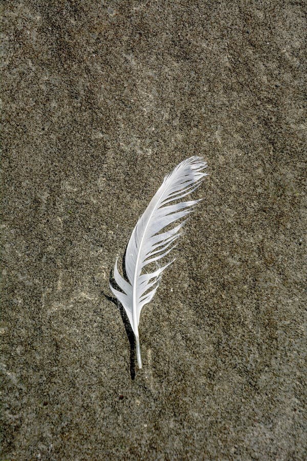 Minimal Simple Single White Feather on Hard Brown Flat Ground in Bright ...