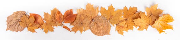Minimal Sparse Autumn Background with Fall Leaves Stock Image - Image ...
