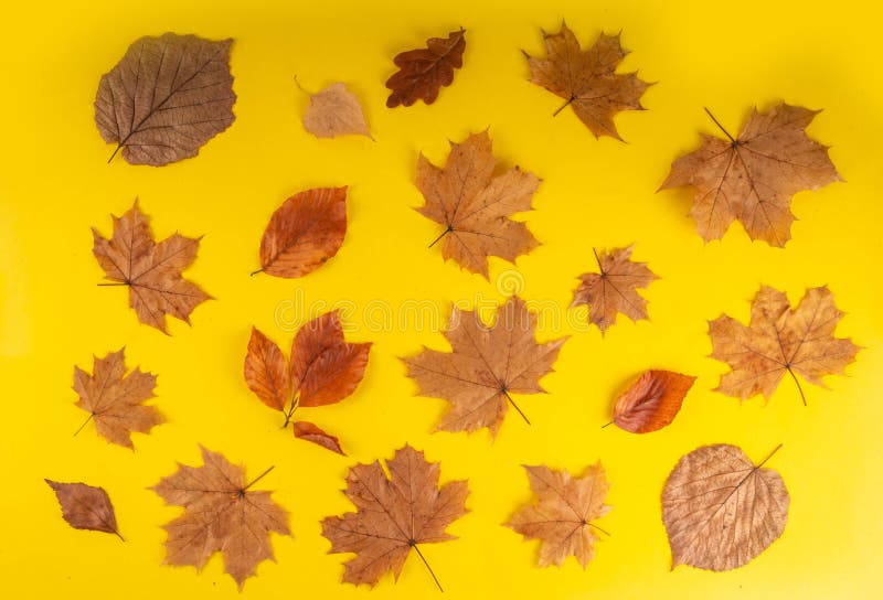Minimal Sparse Autumn Background with Fall Leaves Stock Photo - Image ...