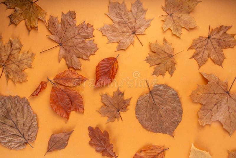 Minimal Sparse Autumn Background with Fall Leaves Stock Image - Image ...