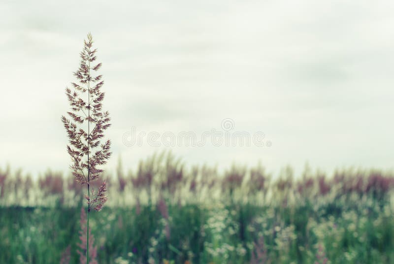 Minimalism nature grass stock photo. Image of flora, macro - 65671852