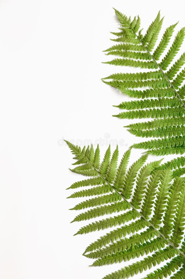Fern Leaf on Paper Background Stock Image - Image of botany, forest ...