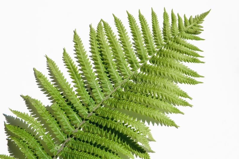 Leaf Puting Stock Photos - Free & Royalty-Free Stock Photos from Dreamstime