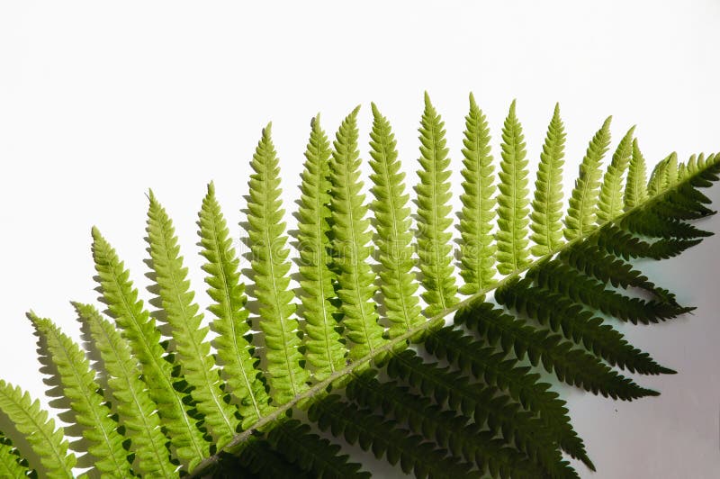 Green Fern Leaf Puting Stock Photos - Free & Royalty-Free Stock Photos ...