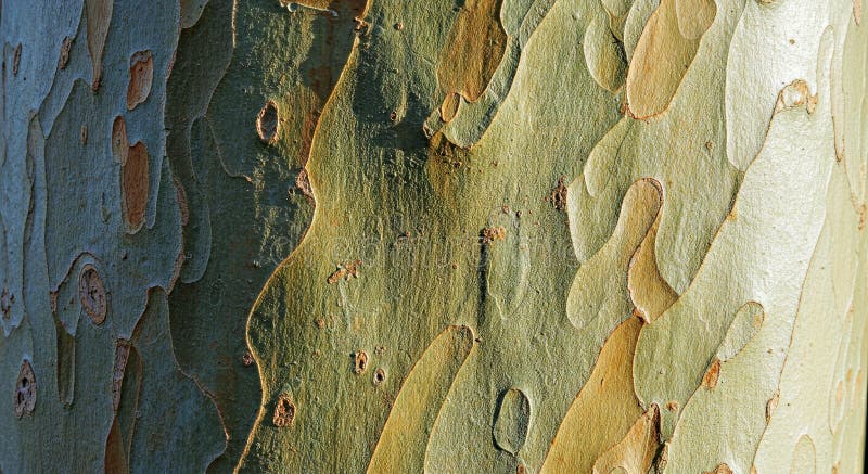 Minimalist Bark Texture Flowing Vertical Ridges Smooth Reflective ...