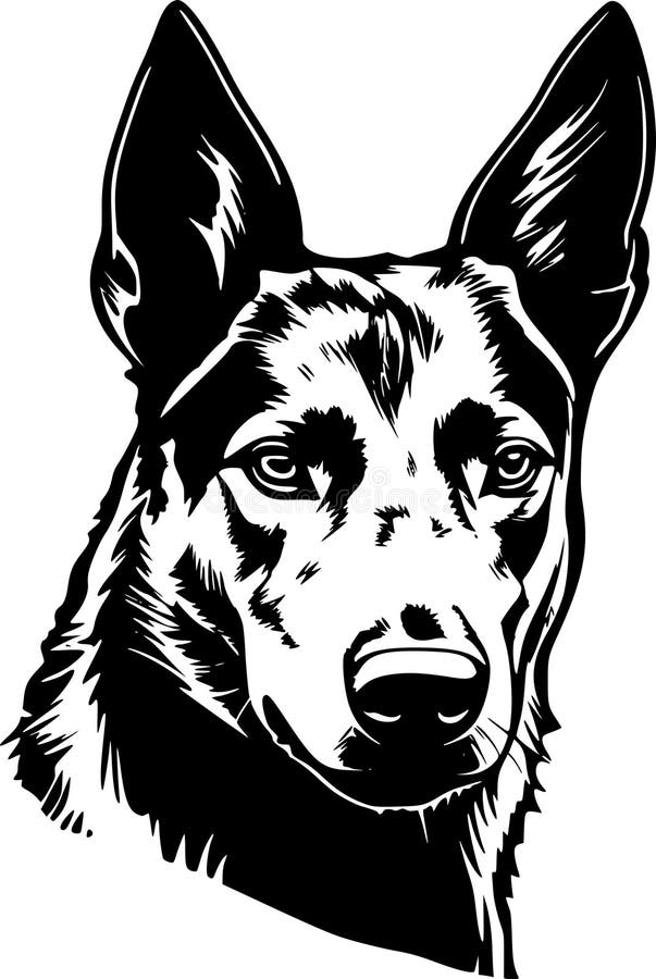 Australian Kelpie - Black and White Vector Illustration Stock Vector ...