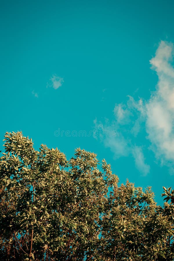 Minimalist Close Up of Some Colorful Trees Over a Colorful Blue Sky ...