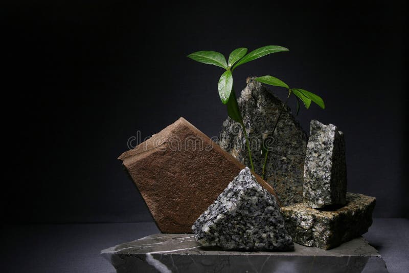 A Minimalist Composition of Stones and Two Sprouts Stock Image - Image ...