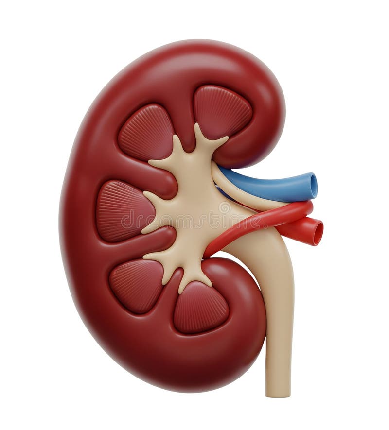 Anatomical Model of a Human Kidney Minimalist 3D Rendering in a Soft ...