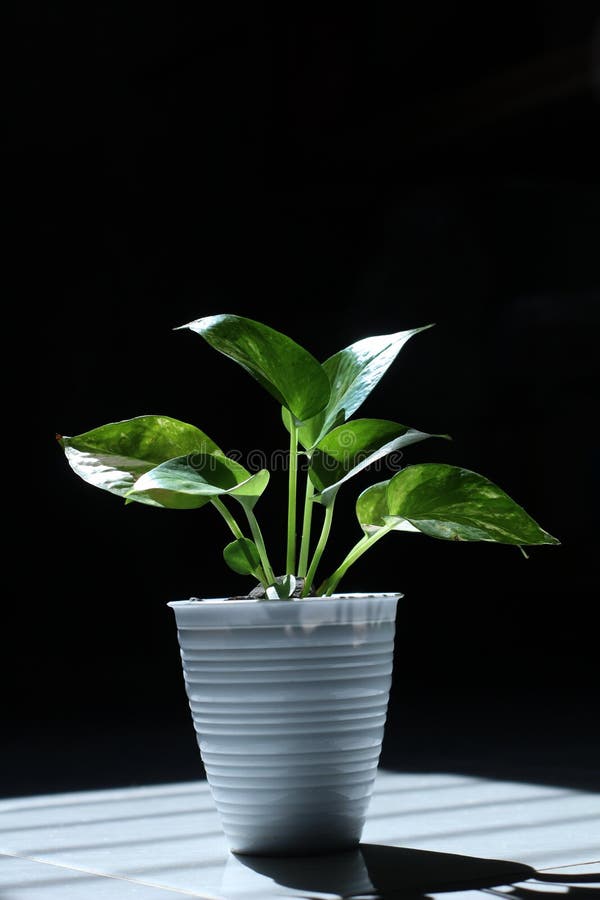 Small plant stock image. Image of houseplant, lighting - 213050593