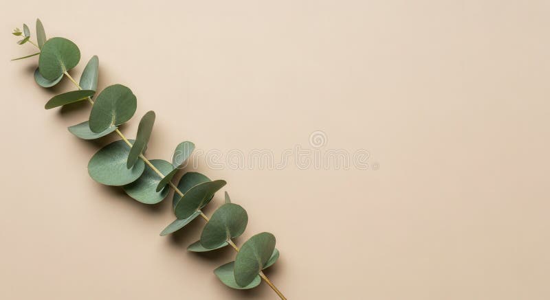 Minimalist Eucalyptus Branch on Beige Background Stock Photo - Image of ...