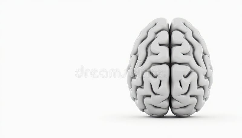 Minimalist Illustration of a Human Brain on a White Background ...