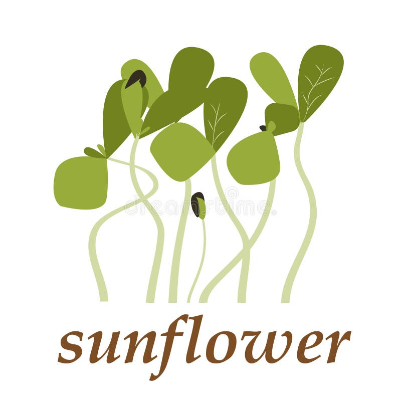 Minimalist Illustration of Sunflower Sprouts Stock Illustration ...