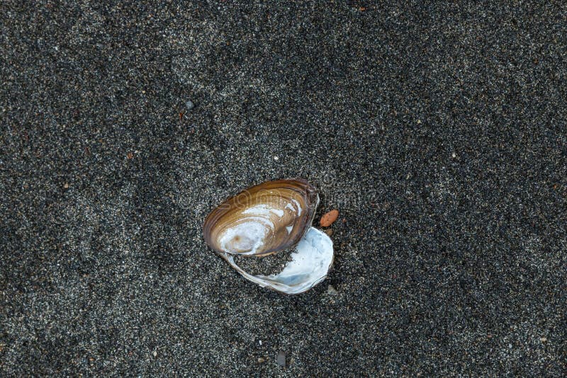 Minimalist Image of an Empty Sea Shell on a Black Sand Beach Stock ...