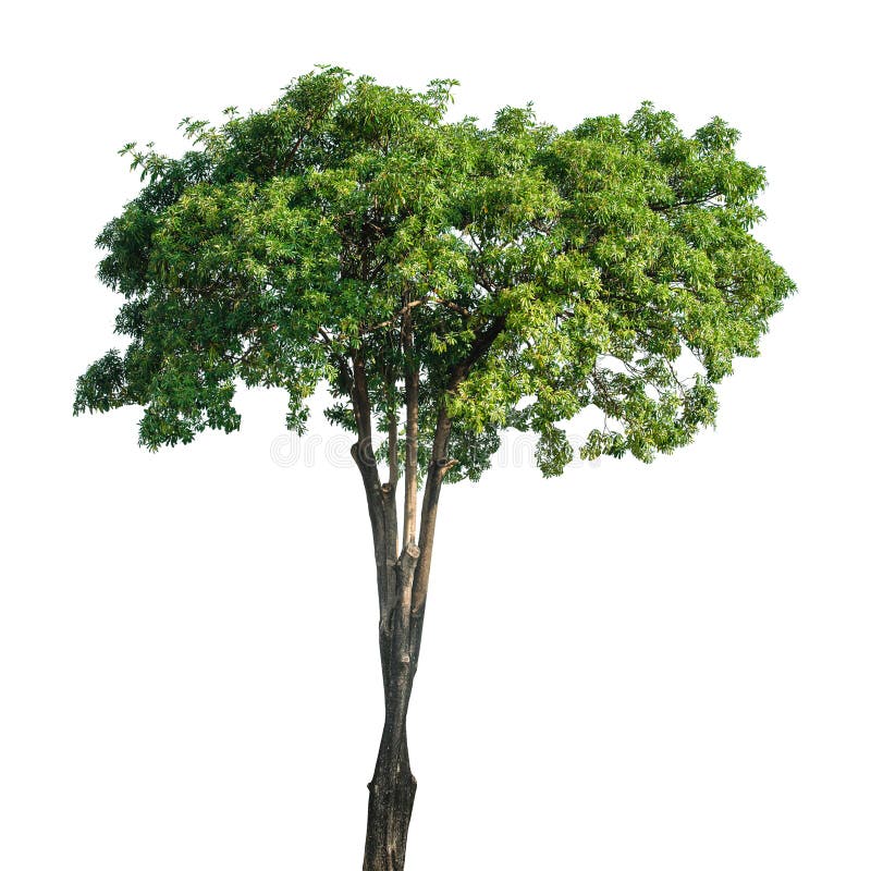 A Big Tree Isolate on White Background Stock Photo - Image of summer ...