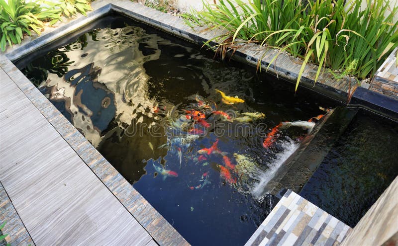 Minimalist koi fish pond stock photo. Image of hobby - 185208246