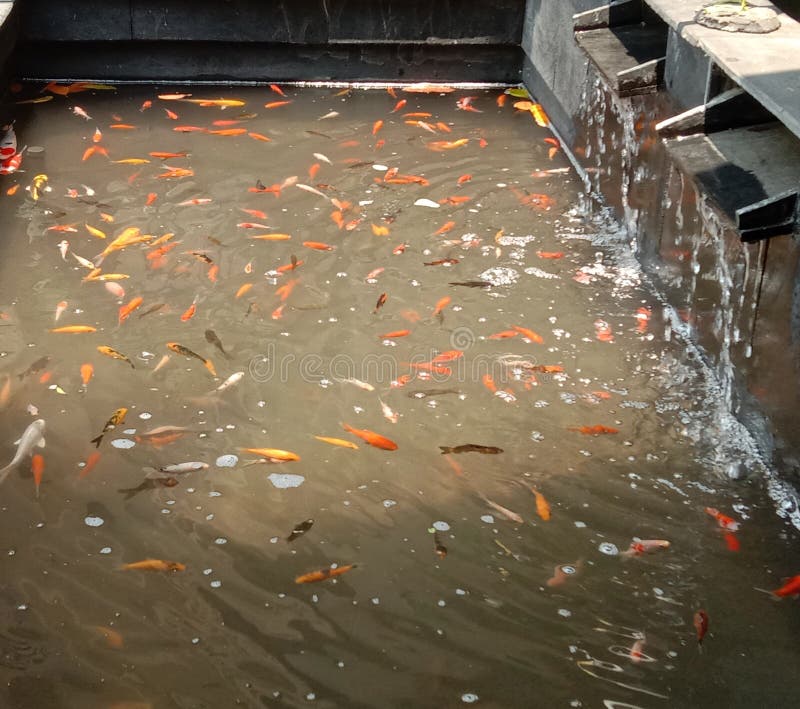 Minimalist Koi Fish Pond, Rectangular Pond with a Small Waterfall ...