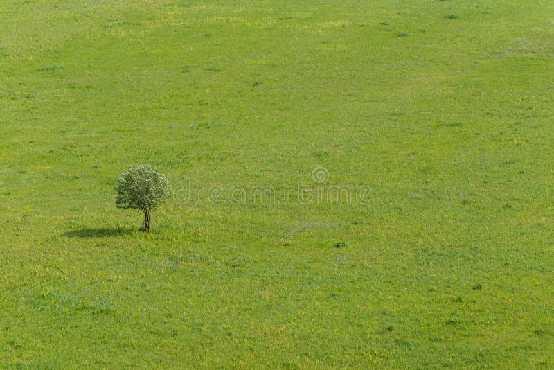Minimalist Landscape, Young Green Tree in Green Field Stock Photo ...