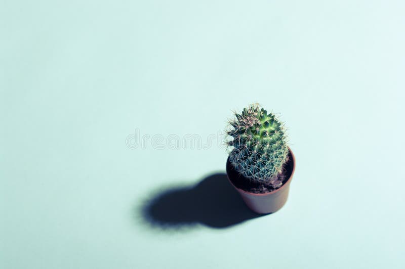 Cactus on blue backgorund stock image. Image of copy - 251024491