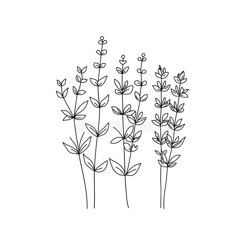 Minimalist Line Drawing of Tall Plant Stems. Vector Illustration Design ...