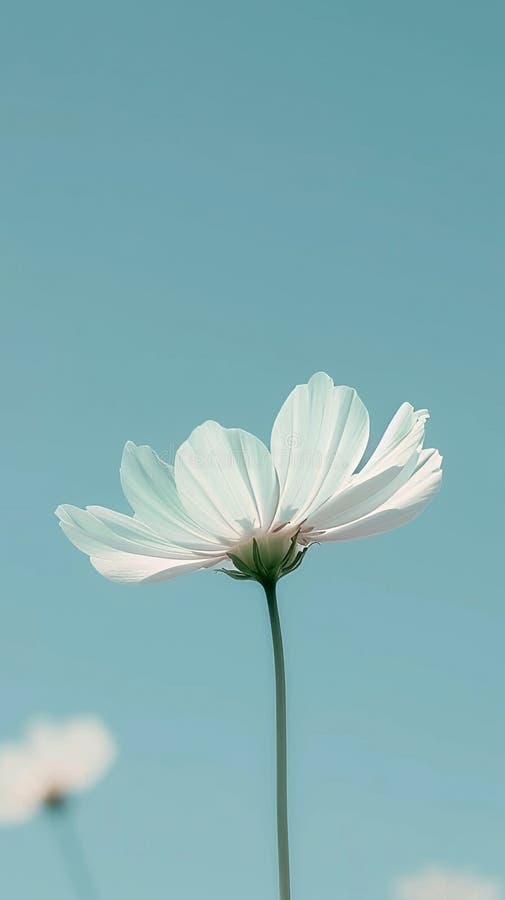 A Minimalist Photograph Capturing the Beauty of a Single Flower Stock ...