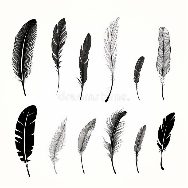 Minimalist Plume Set: White Background Vector Collection Stock Image ...