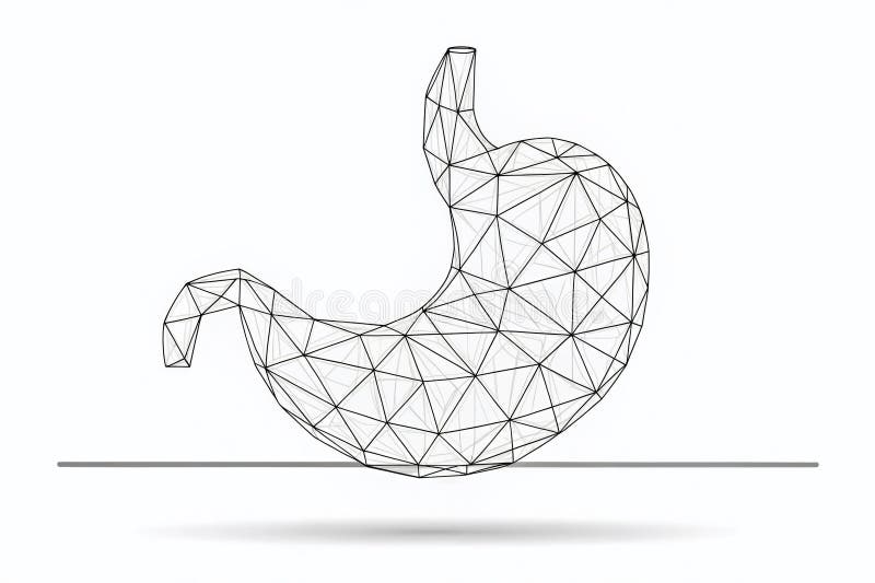 Understanding the Human Stomach a Simple Minimalist Anatomy ...