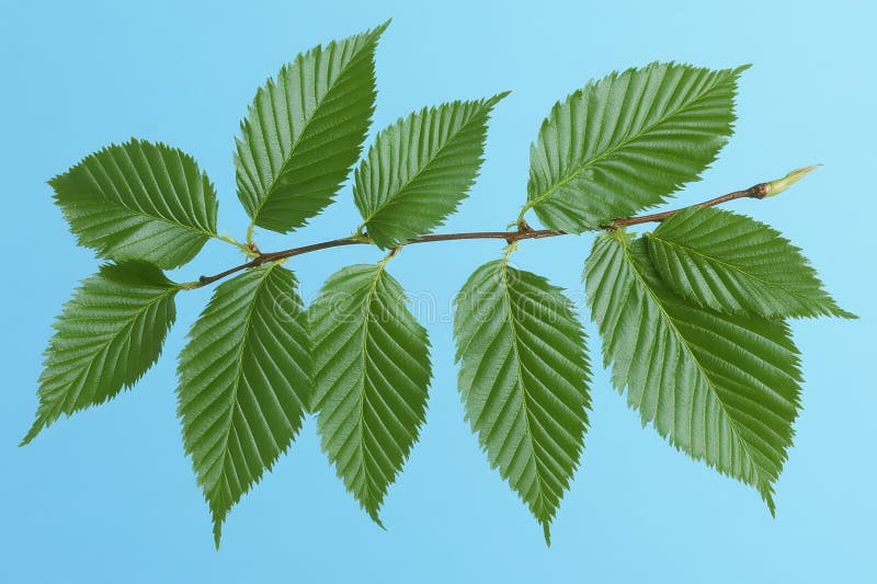 In a Minimalist Style, a Beech Tree Branch is Beautifully Backlit ...