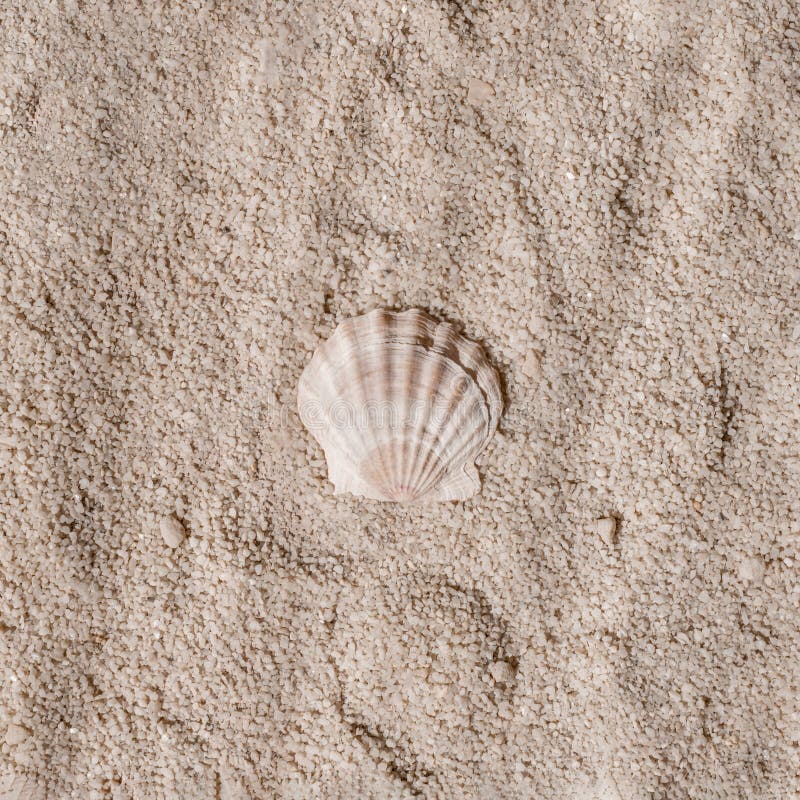 Minimalist Summer Vacation Concept, Ocean Shell on Beach Sand ...