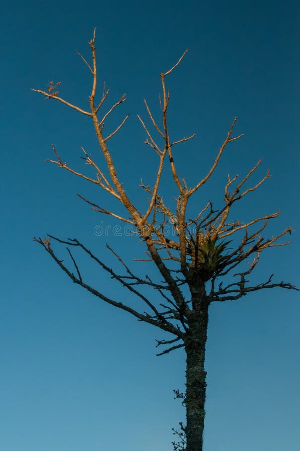 Minimalist Tree stock photo. Image of cool, contour, color - 85864918