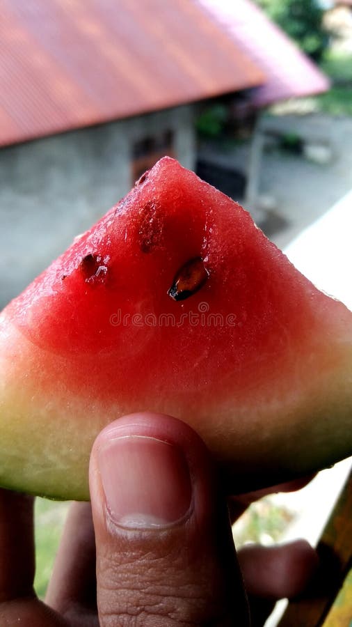 A Minimalist Watermelon and Has Sweet Taste, Watermelon in Indonesia ...