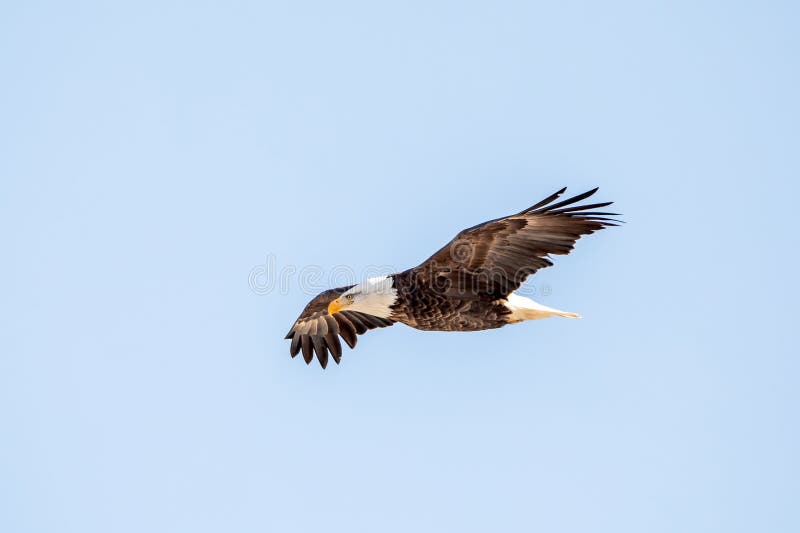 A Bald Eagle Soars in a Clear Blue Sky Stock Photo - Image of flight, wing: 356152054