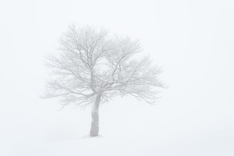 Minimalist Winter Landscape with a Lone Tree Stock Photo - Image of ...