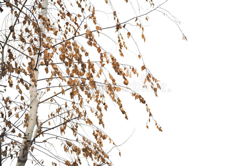 Minimalistic Beige Birch Tree Branch with Dry Leaves Against Isolated ...