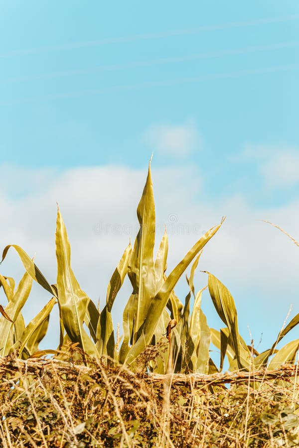 A Minimalistic Cornfield Under a Clear Blue Sky Stock Photo - Image of ...