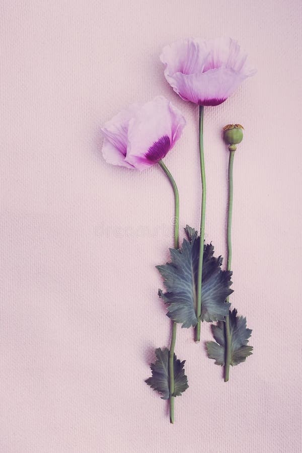 Postcard with a Bouquet of Summer Poppies Stock Image - Image of ...