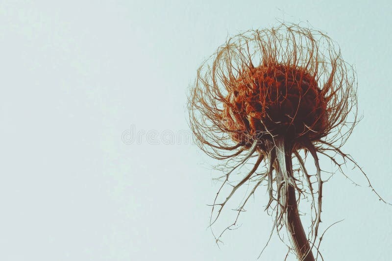 Minimalistic Image of Unusual Spiky Flower with Textured Details for ...