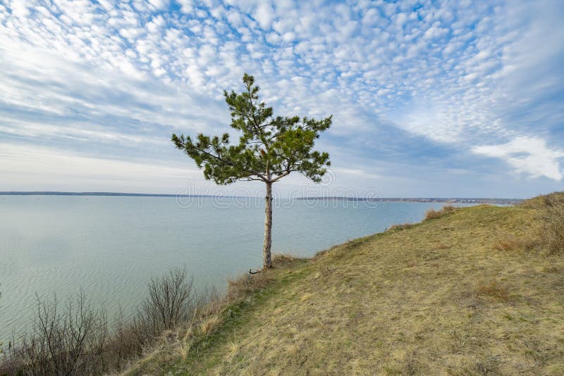 Landscape withh tree stock photo. Image of landscape - 197211000