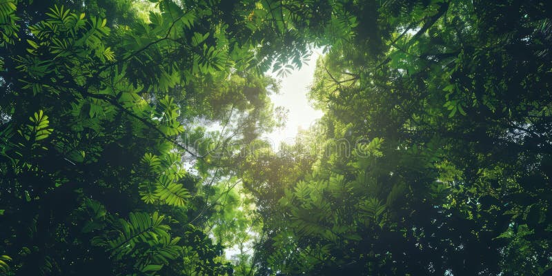 Minimalistic Lines of Rainforest Canopy. Stock Illustration ...