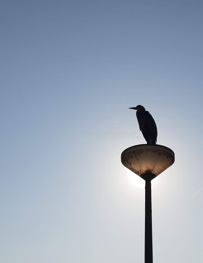 Minimalistic Photo of a Herron on a Streetlight Stock Photo - Image of ...