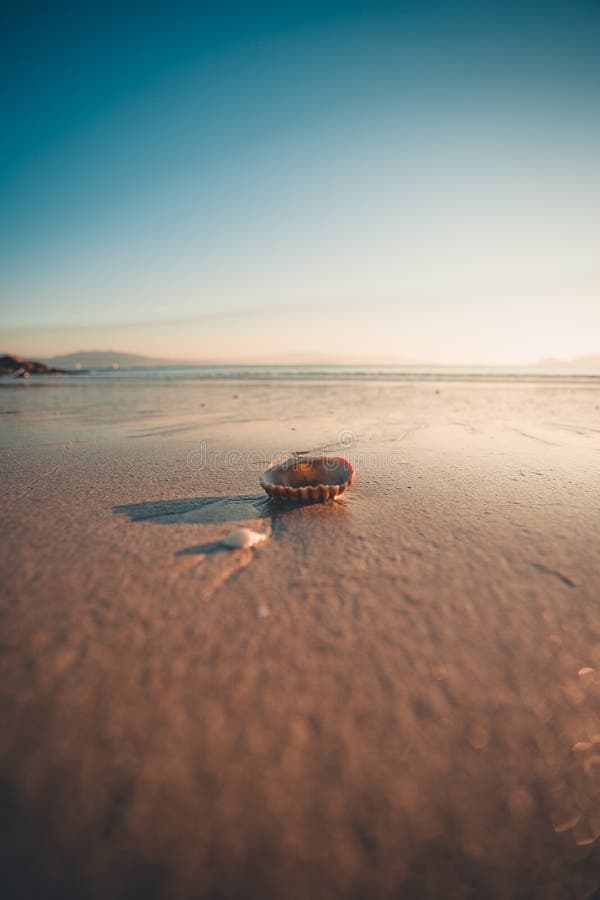 A Minimalistic Shell Over the Sand of the Beach Stock Image - Image of ...