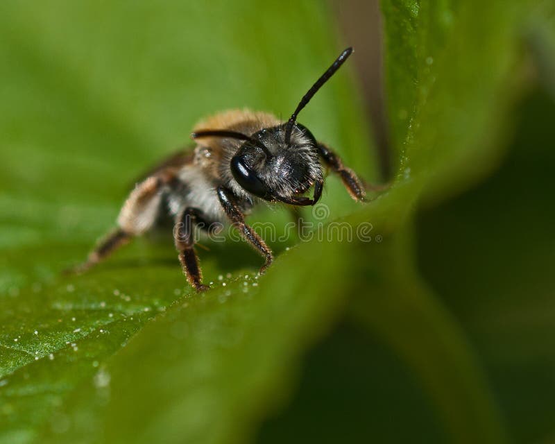 Mining Bee Andrena sp. stock photo. Image of field, insect - 45017302