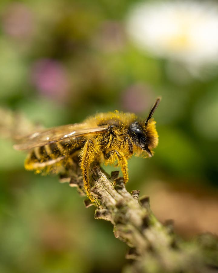 Mining Bee Andrena sp. stock photo. Image of field, insect - 45017302