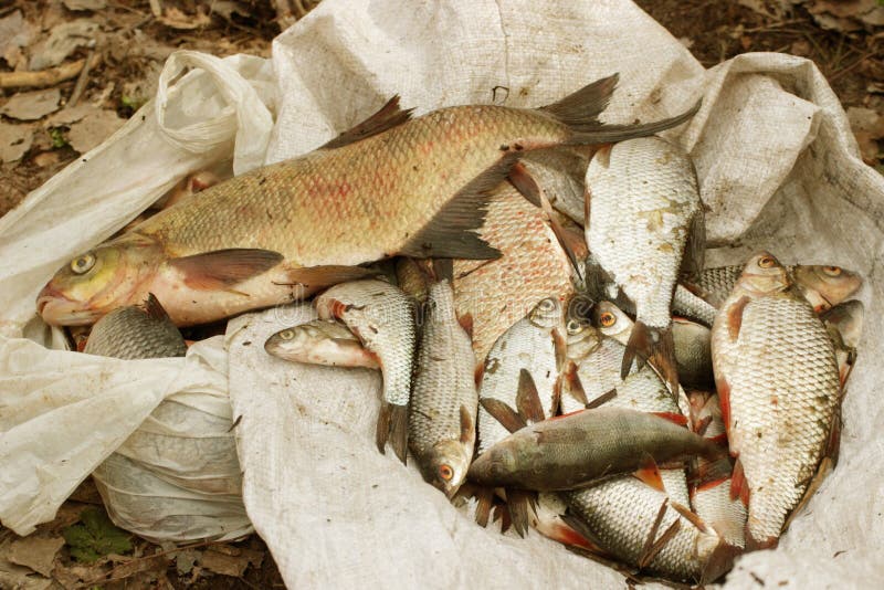 Mining of the fisherman stock photo. Image of traditional - 73065678