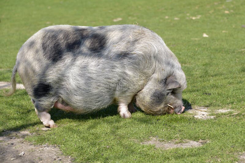 Minipig on grass stock image. Image of pork, grey, profile - 83810671