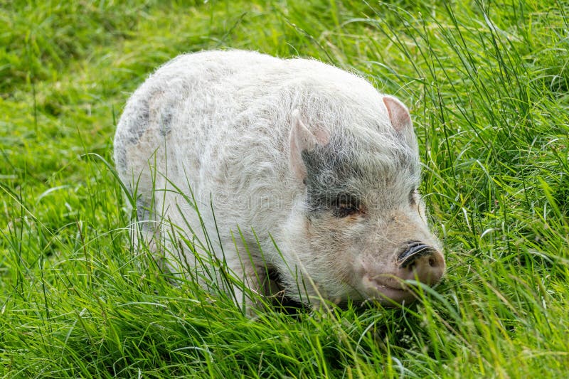 Minipig stock image. Image of agriculture, outside, outdoor - 327299175